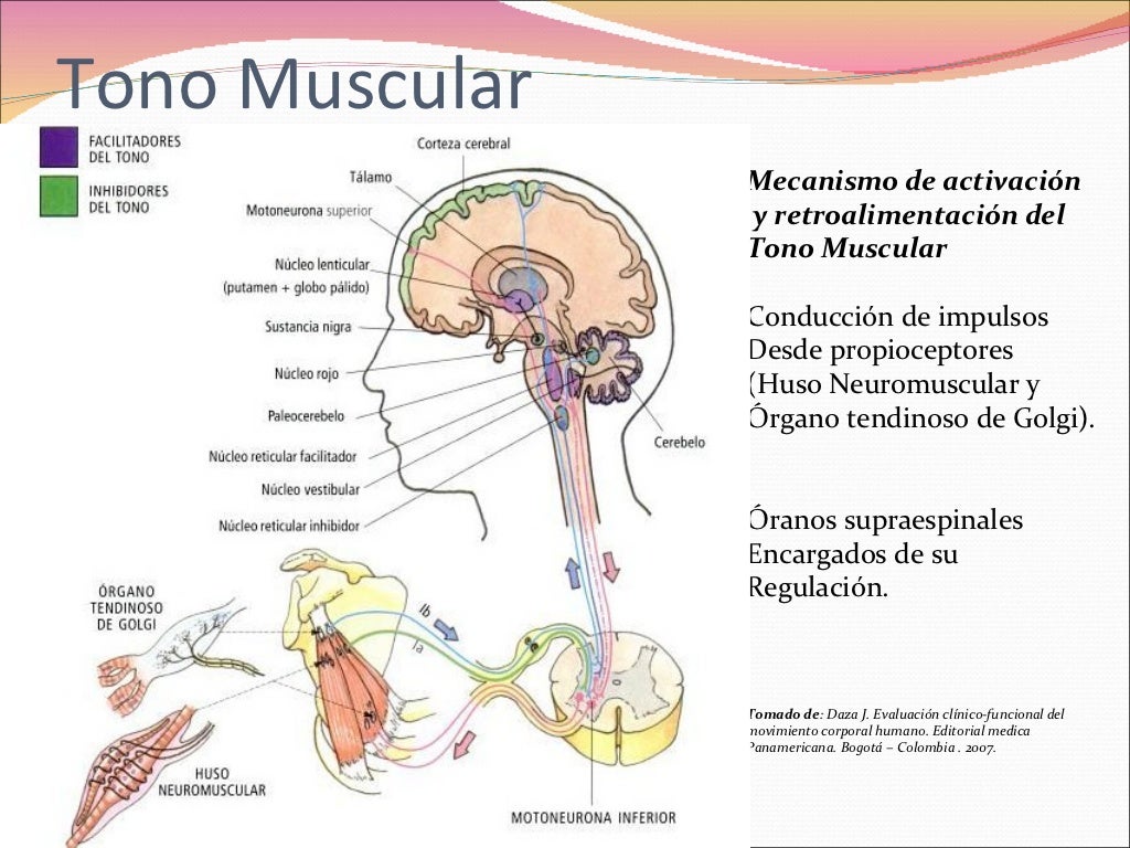 Clase 12 Tono Muscular Normal y sus alteraciones