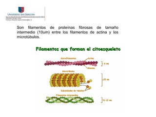 Clase 13. (A) Organelos No Membranosos (Citoesqueleto) | PPT