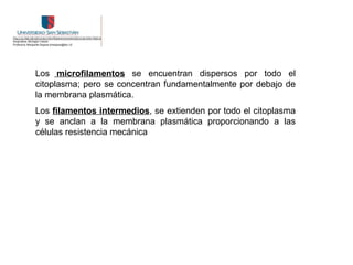 Clase 13. (A) Organelos No Membranosos (Citoesqueleto) | PPT