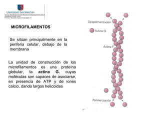 Clase 13. (A) Organelos No Membranosos (Citoesqueleto) | PPT
