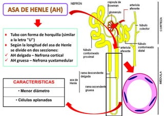 CLASE_13_ANATOMIA_Y_FISIOLOGIA_DEL_SISTEMA_RENAL.pdf