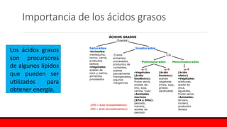 Clase 13 Metabolismo de lípidos V3 (1).pdf