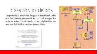 Clase 13 Metabolismo de lípidos V3 (1).pdf