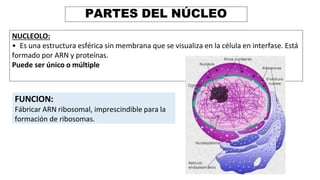 PARTES DEL NÚCLEO, IMPORTNACIA , FUNCIONES | PDF