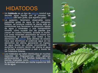 Clase 14.1 anatomia interna de la hoja | PPTX