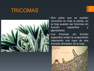 Clase 14.1 anatomia interna de la hoja | PPTX