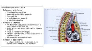 Tráquea. Aparato respiratorio | PDF