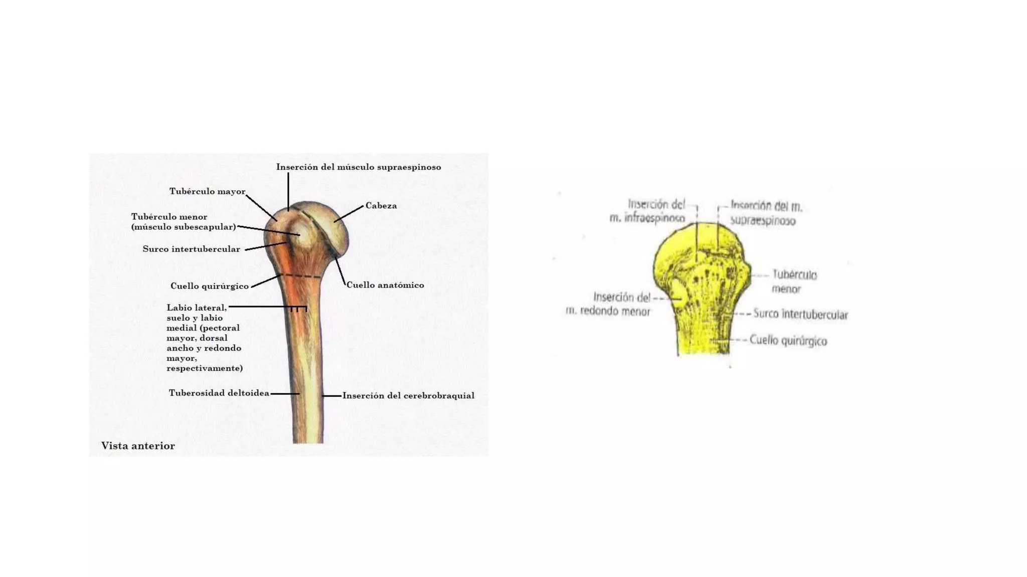 Anatomía del hueso húmero | PPTX
