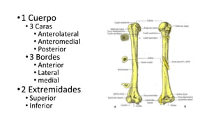 Anatomía del hueso húmero | PPTX
