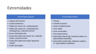 Anatomía del hueso húmero | PPTX