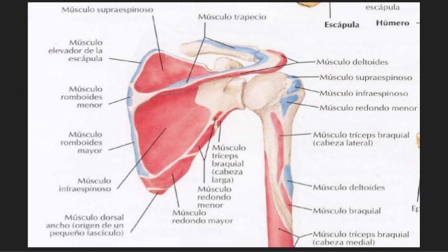 Clase 14 cintura escapular y hombro