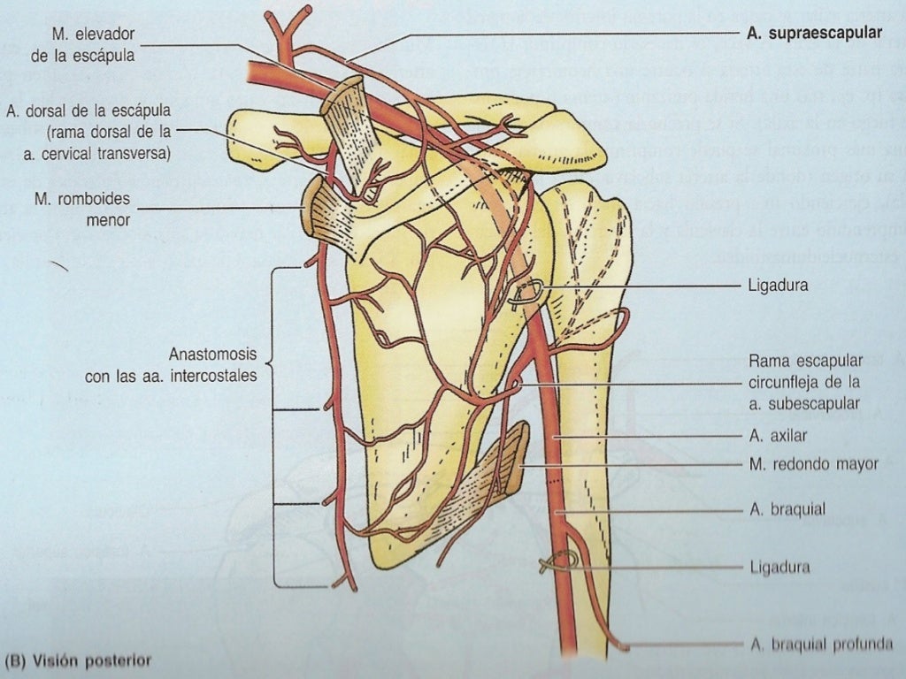 ANATOMIA ARTERIAS DEL BRAZO