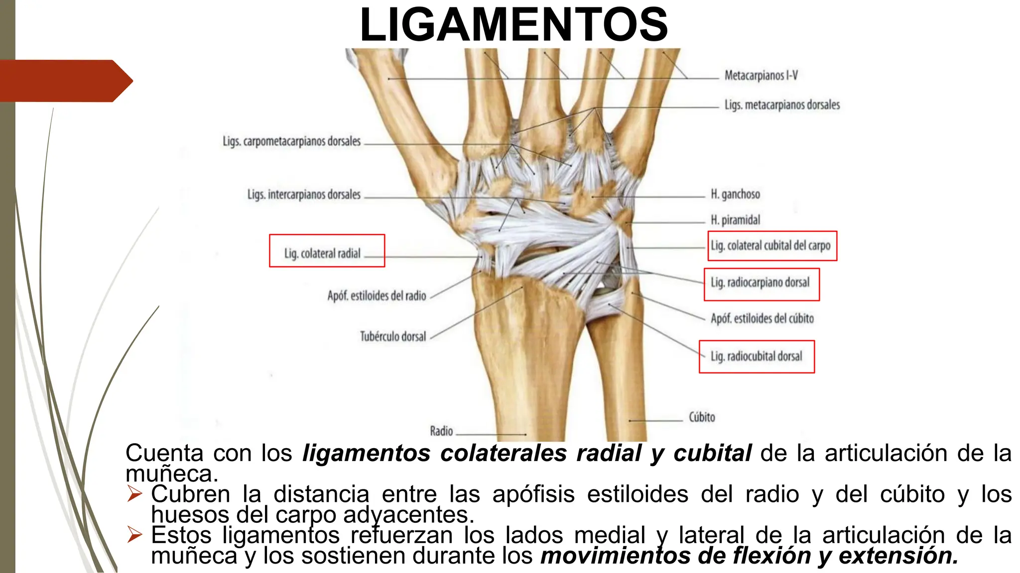 Clase 14 Articulacion del Codo y Muñeca 2024.pdf