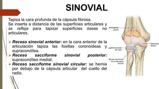Clase 14 Articulacion del Codo y Muñeca 2024.pdf