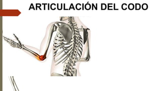 Clase 14 Articulacion del Codo y Muñeca 2025.pptx
