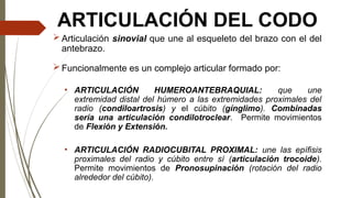 Clase 14 Articulacion del Codo y Muñeca 2025.pptx