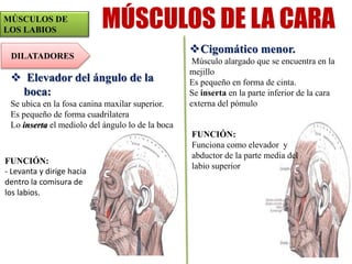 CLASE 14 BIOMECANICA CARA.pptx