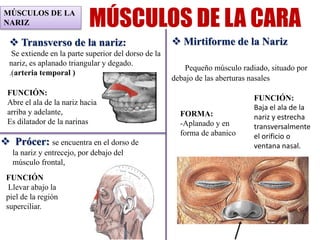 CLASE 14 BIOMECANICA CARA.pptx