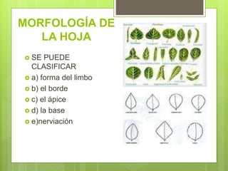 Clase 14 la hoja | PPTX