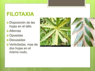 Clase 14 la hoja | PPTX