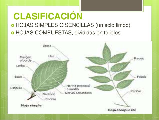 Clase 14 la hoja