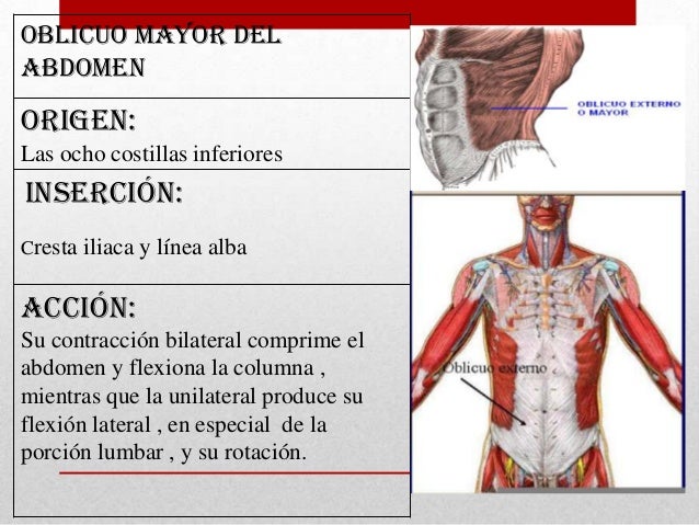 Clase 14 musc abdomen