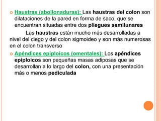 Clase 14 SISTEMA DIGESTIVO intestino grueso.pptx