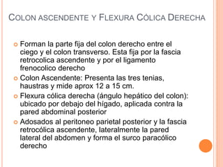 Clase 14 SISTEMA DIGESTIVO intestino grueso.pptx