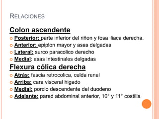 Clase 14 SISTEMA DIGESTIVO intestino grueso.pptx