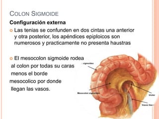 Clase 14 SISTEMA DIGESTIVO intestino grueso.pptx