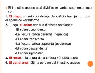 Clase 14 SISTEMA DIGESTIVO intestino grueso.pptx