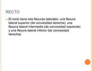 Clase 14 SISTEMA DIGESTIVO intestino grueso.pptx