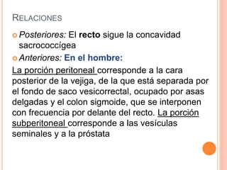 Clase 14 SISTEMA DIGESTIVO intestino grueso.pptx