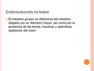 Clase 14 SISTEMA DIGESTIVO intestino grueso.pptx