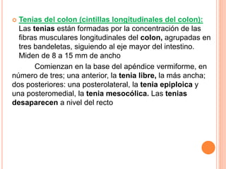Clase 14 SISTEMA DIGESTIVO intestino grueso.pptx