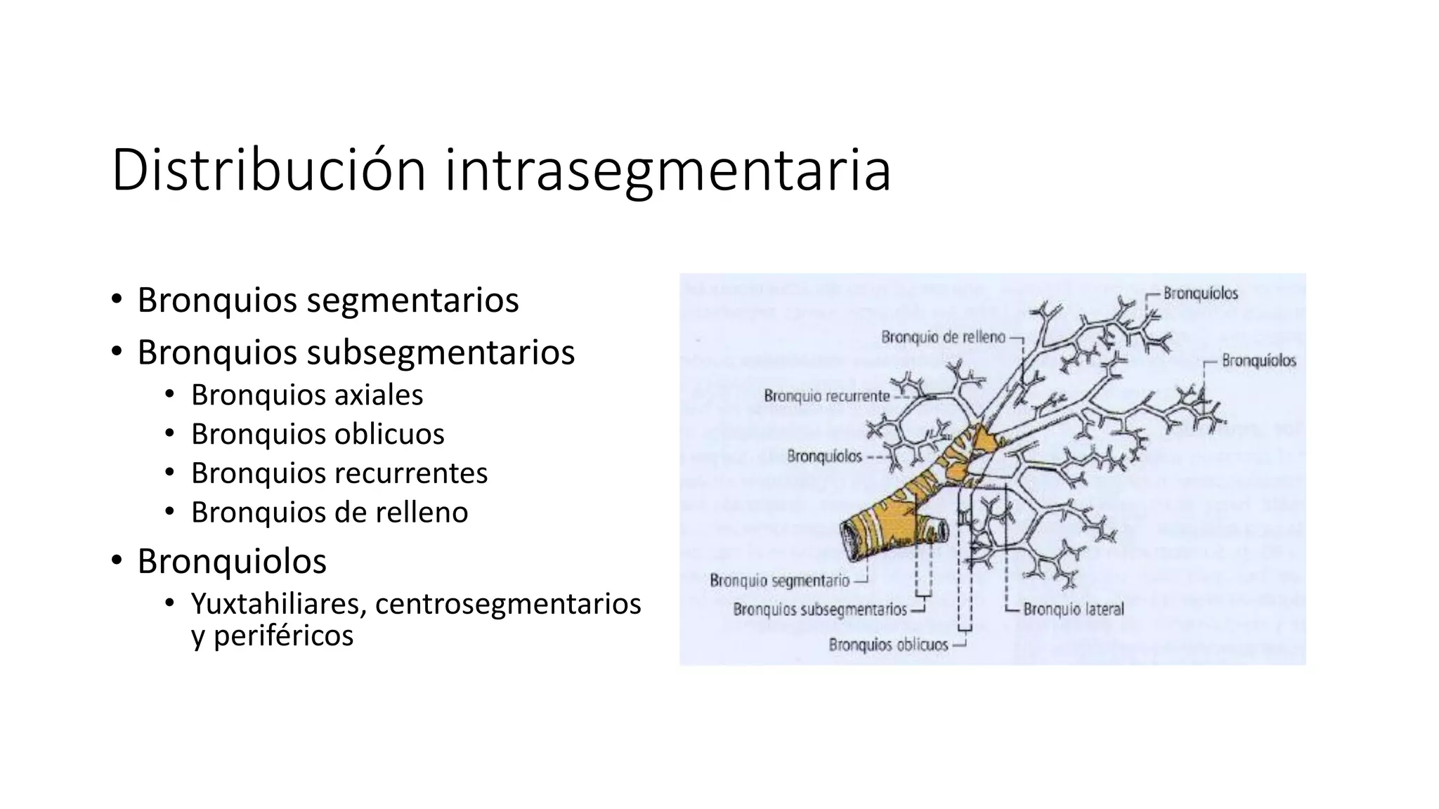 Árbol bronquial. Bronquios. Aparato respiratorio | PDF