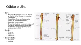 Huesos del antebrazo y la mano | PDF