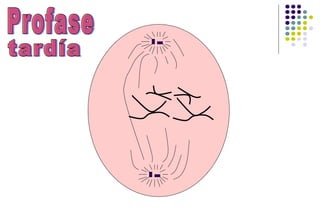 Ciclo Celular Mitosis y Meiosis | PPT