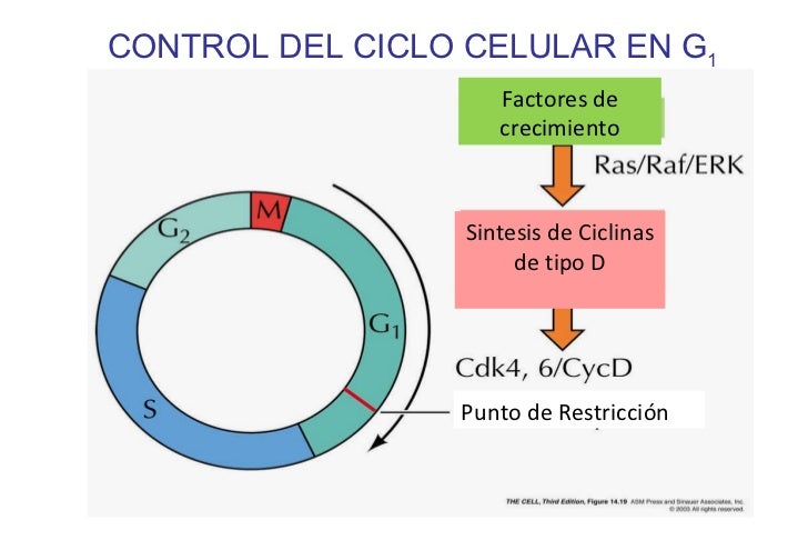Ciclo Celular Mitosis y Meiosis