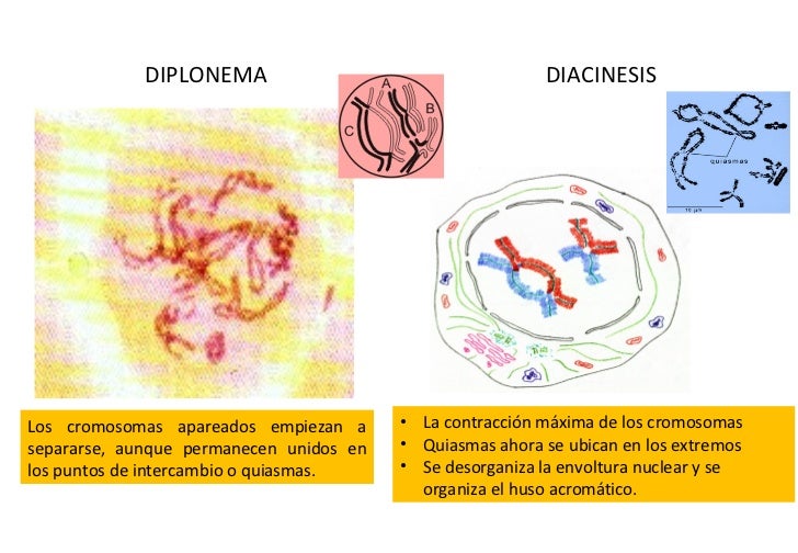 Ciclo Celular Mitosis y Meiosis