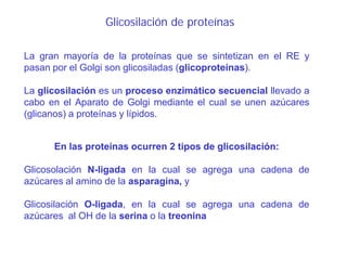 Clase_15_Golgi_lisosomas_y_vacuolas.pdf