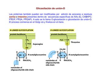 Clase_15_Golgi_lisosomas_y_vacuolas.pdf
