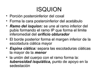 ANATOMIA MIEMBRO INFERIOR | PPT
