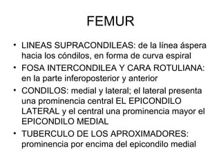 ANATOMIA MIEMBRO INFERIOR | PPT