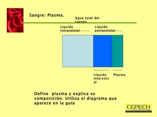 Clase 16; sangre y vasos sanguíneos | PPT