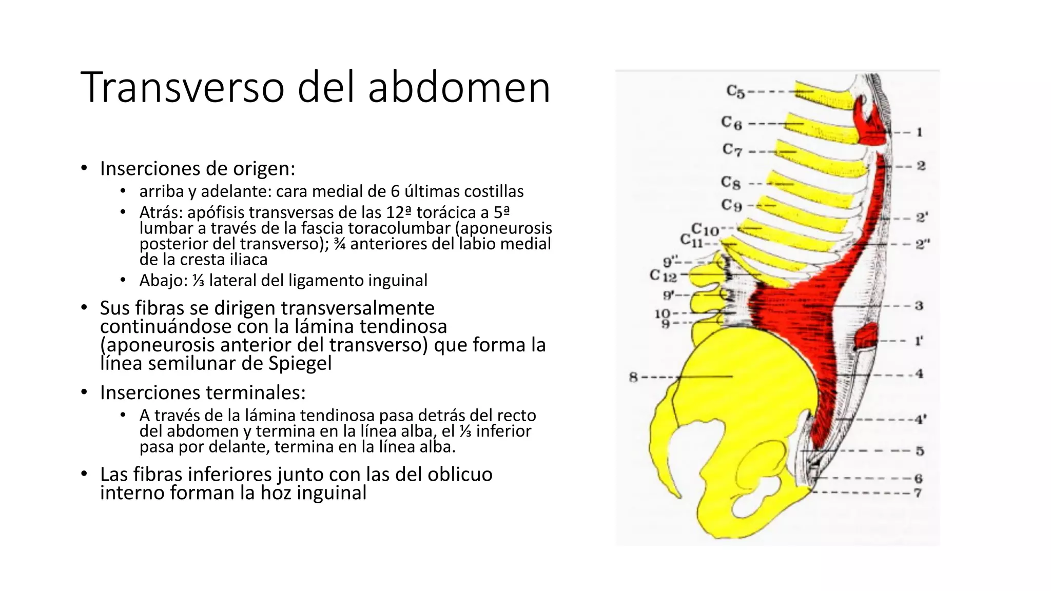 Músculos de la región anterolateral del abdomen | PDF