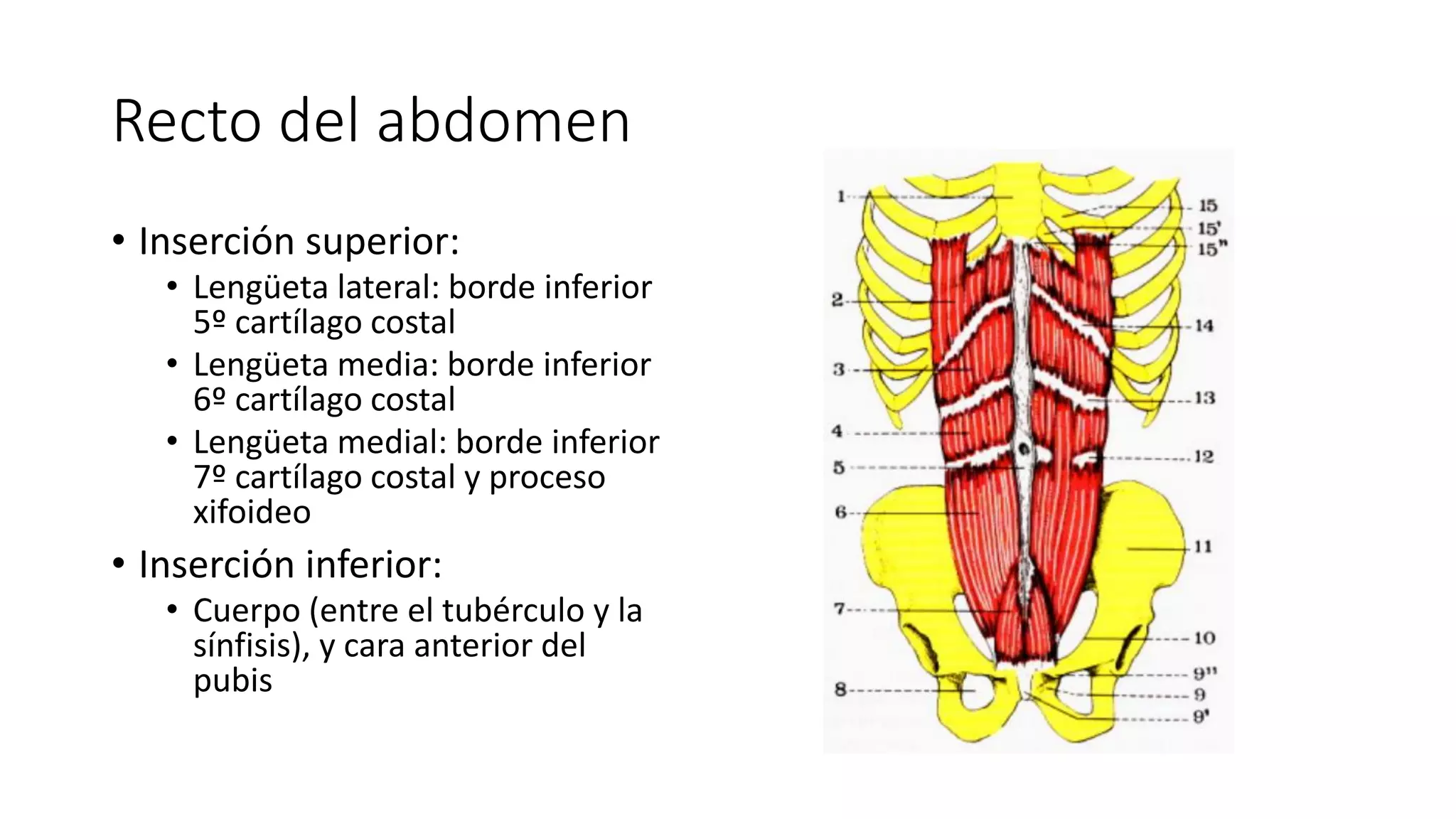 Músculos de la región anterolateral del abdomen | PDF