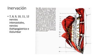 Músculos de la región anterolateral del abdomen | PDF
