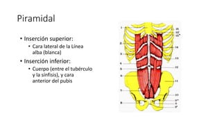 Músculos de la región anterolateral del abdomen | PDF