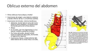 Músculos de la región anterolateral del abdomen | PDF